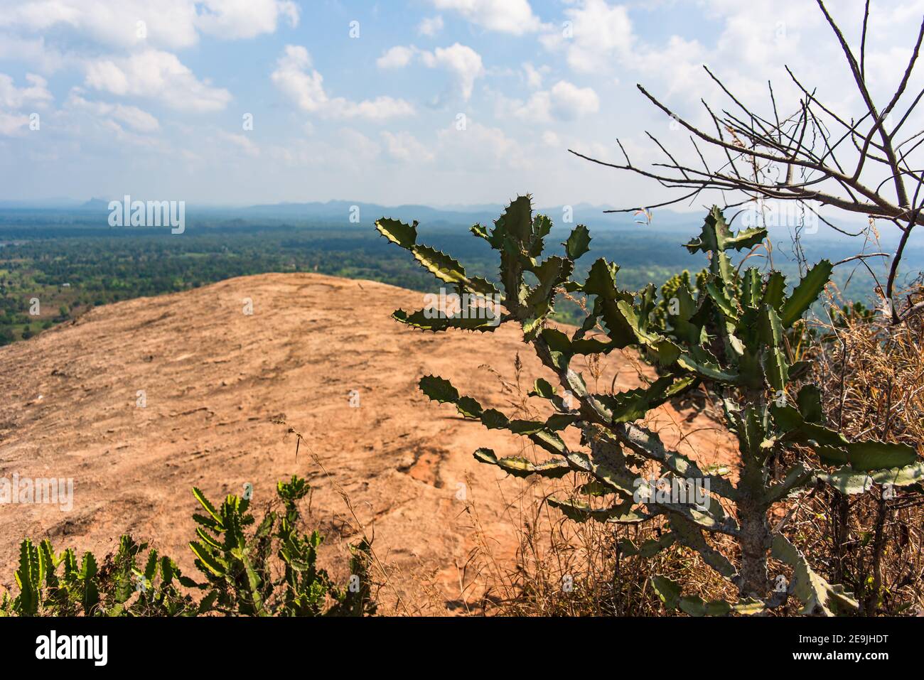 Exotic plants on Pidurangala . In Sri Lanka. Blue Sky daylight ...