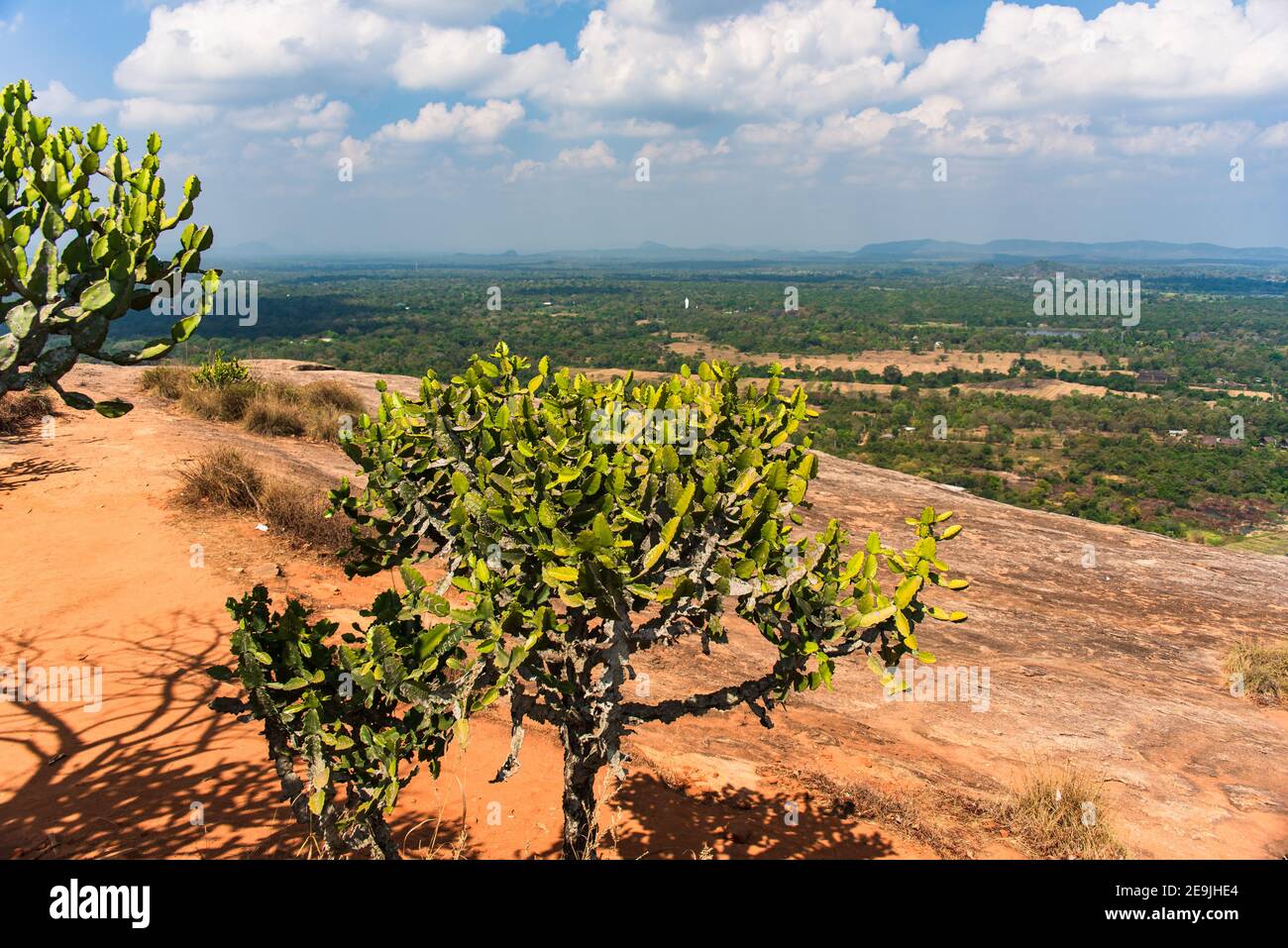 Exotic plants on Pidurangala . In Sri Lanka. Blue Sky daylight ...