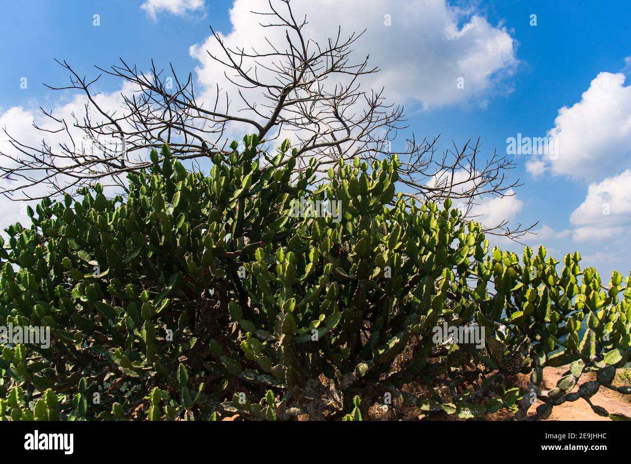 Exotic plants on Pidurangala . In Sri Lanka. Blue Sky daylight ...