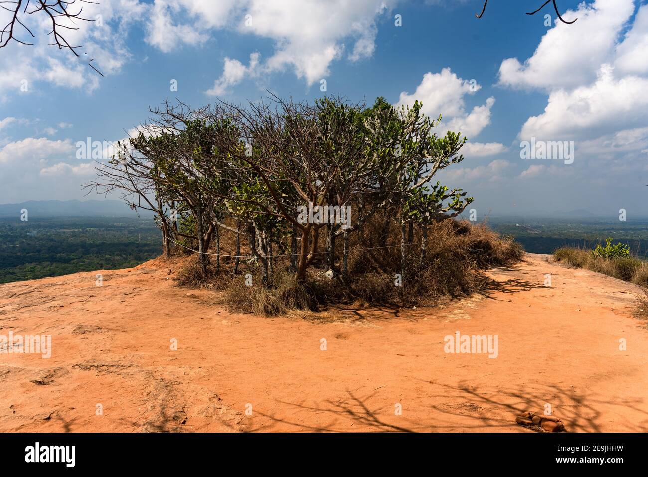 Exotic plants on Pidurangala . In Sri Lanka. Blue Sky daylight ...