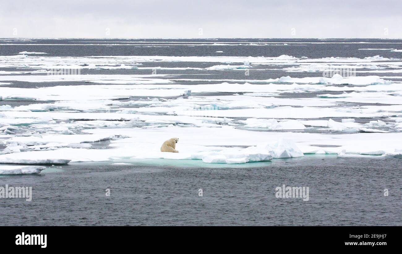 Polar bear on the sea ice Stock Photo - Alamy