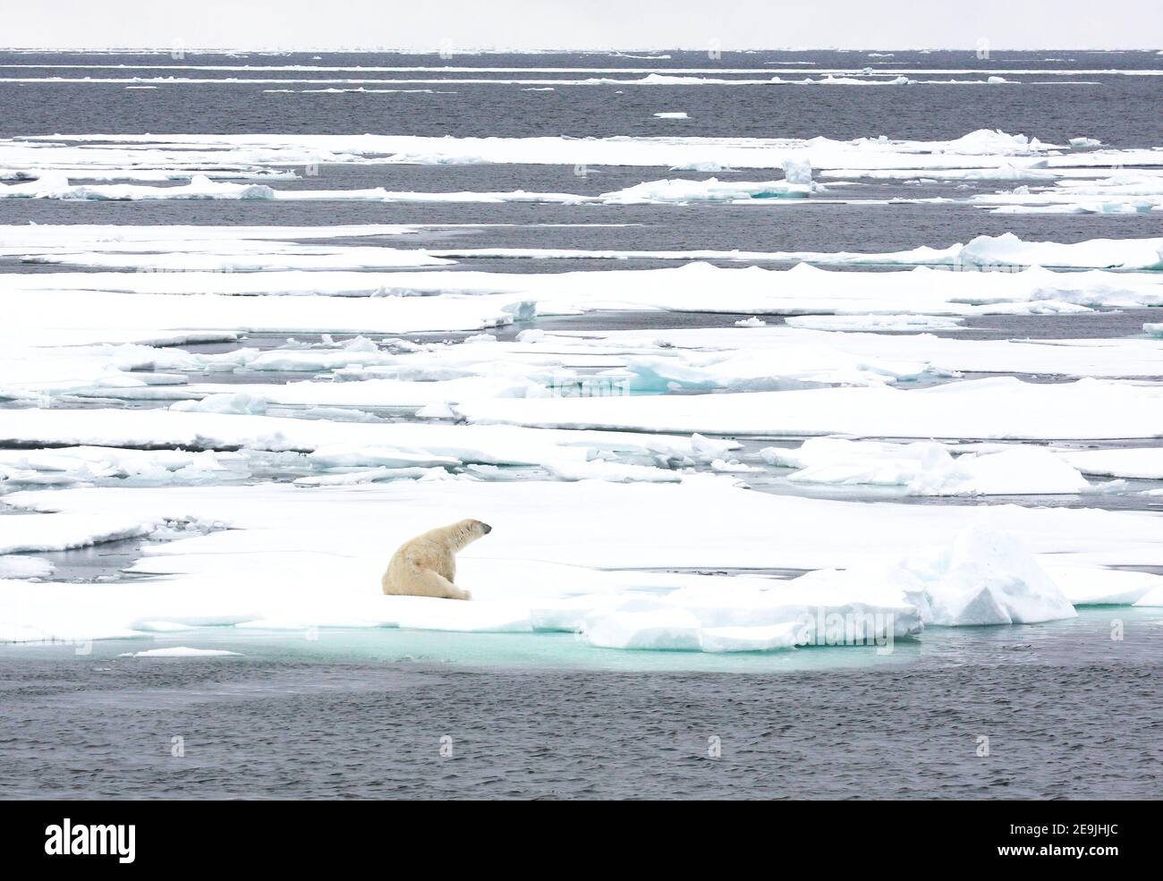 Polar bear on the sea ice Stock Photo - Alamy