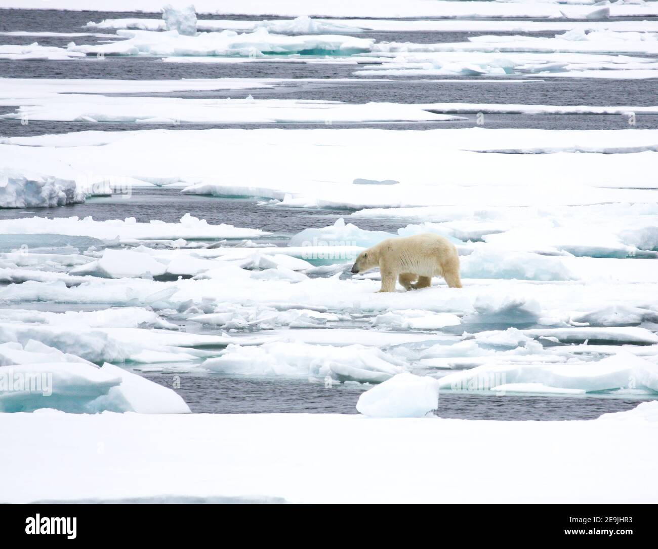Polar bear on the sea ice Stock Photo - Alamy