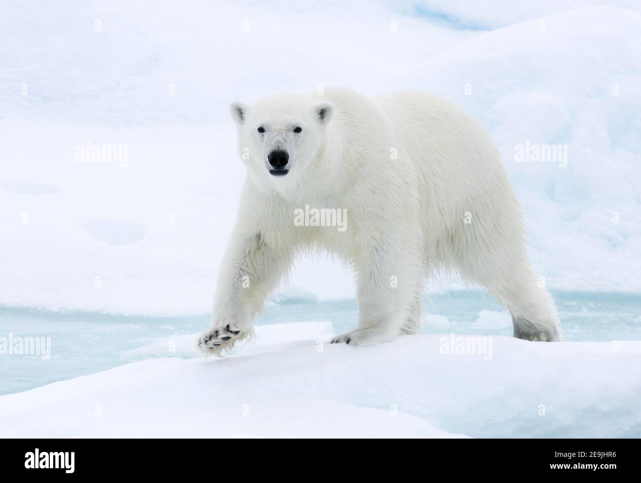 Polar bear on the sea ice Stock Photo - Alamy