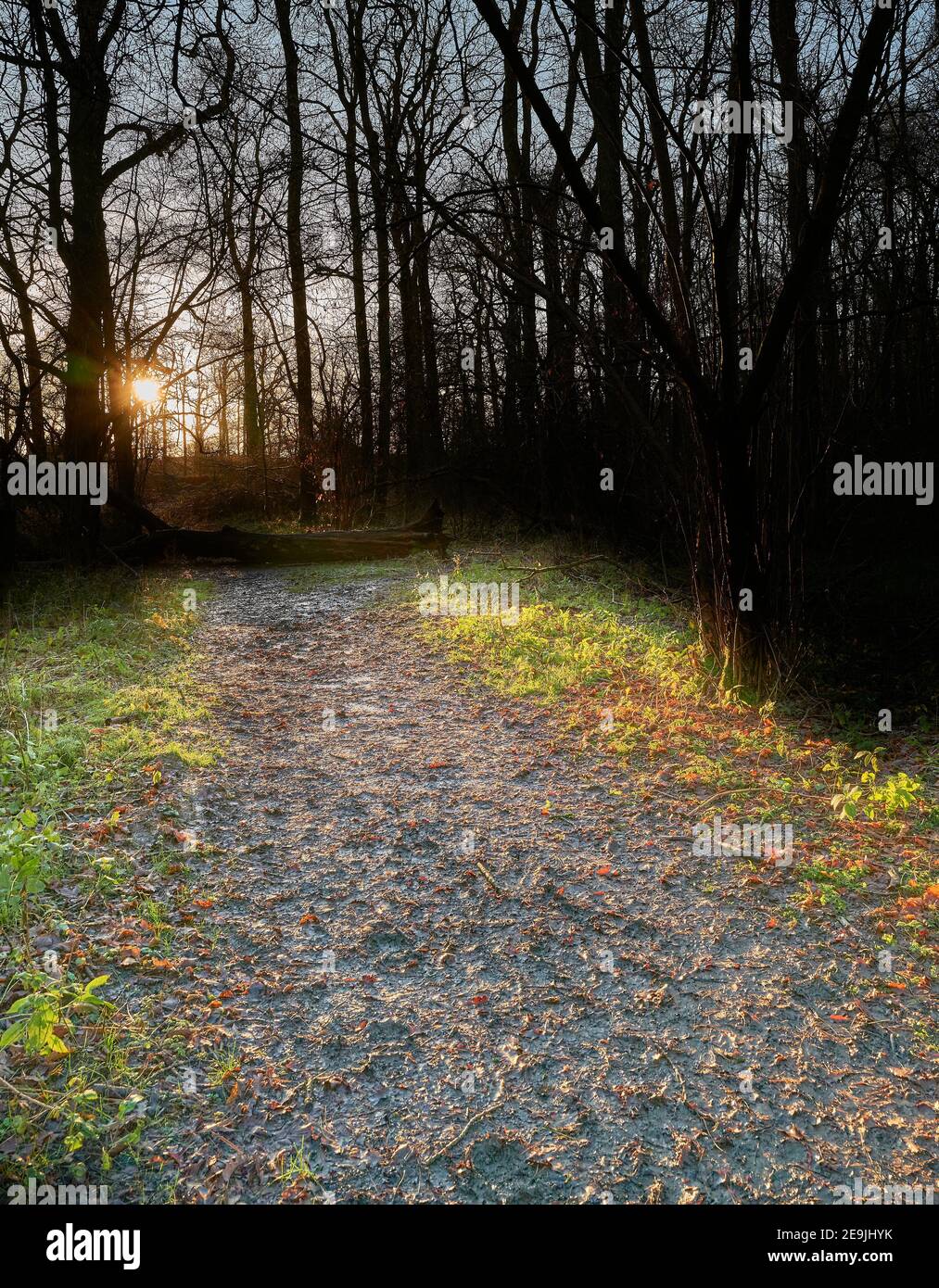 The sun pierces through trees in the Kings Wood, remnant of the ...