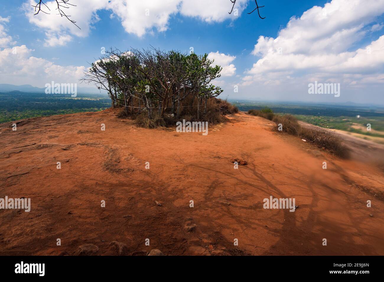 Exotic plants on Pidurangala . In Sri Lanka. Blue Sky daylight ...
