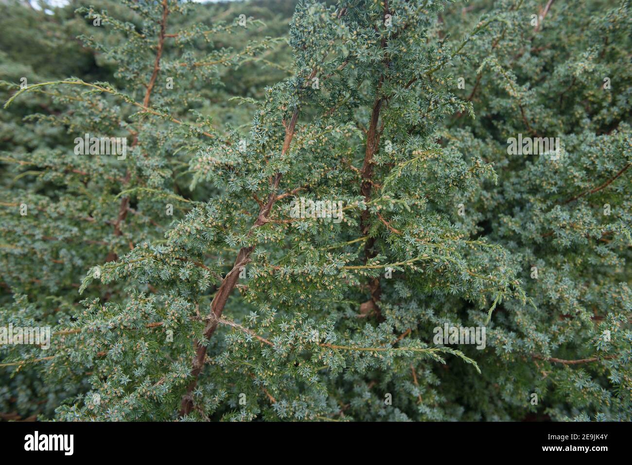 Green Foliage of an Evergreen Chinese Juniper Shrub (Juniperus ...