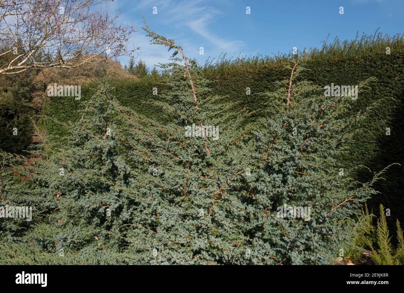 Green Foliage of an Evergreen Chinese Juniper Shrub (Juniperus ...