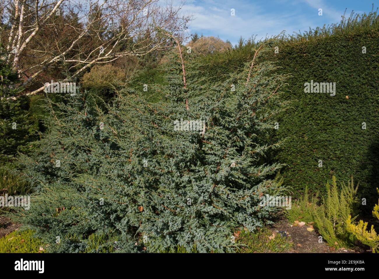 Green Foliage of an Evergreen Chinese Juniper Shrub (Juniperus ...