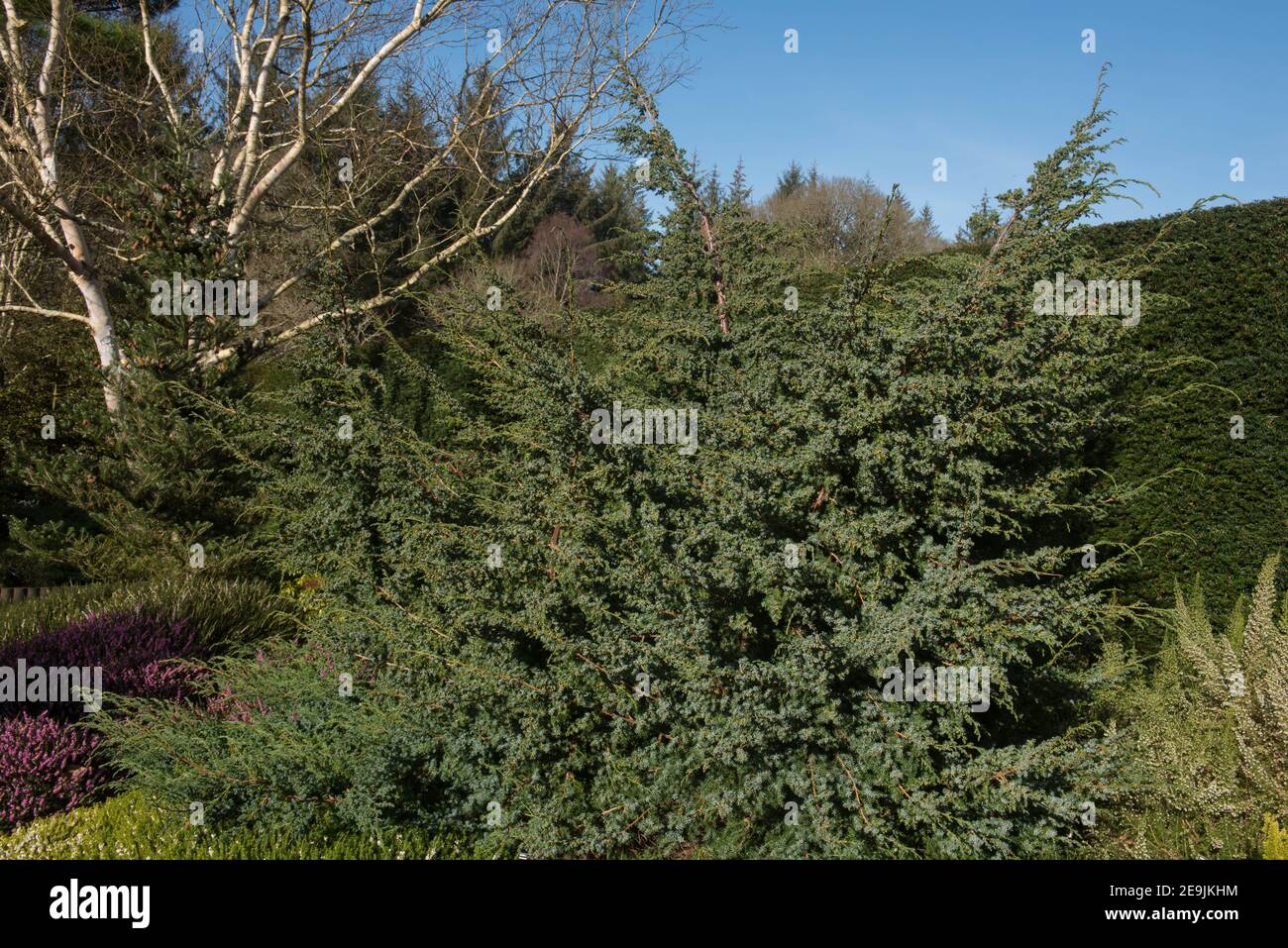 Green Foliage of an Evergreen Chinese Juniper Shrub (Juniperus ...