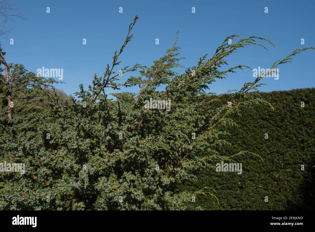 Green Foliage of an Evergreen Chinese Juniper Shrub (Juniperus ...