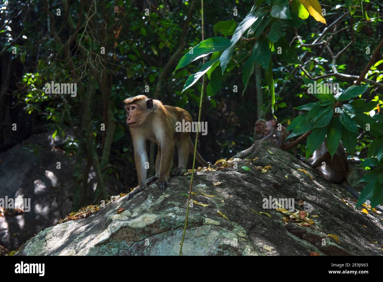 Macaca sinica, Toque macaque Monkey of Sri Lanka Stock Photo - Alamy