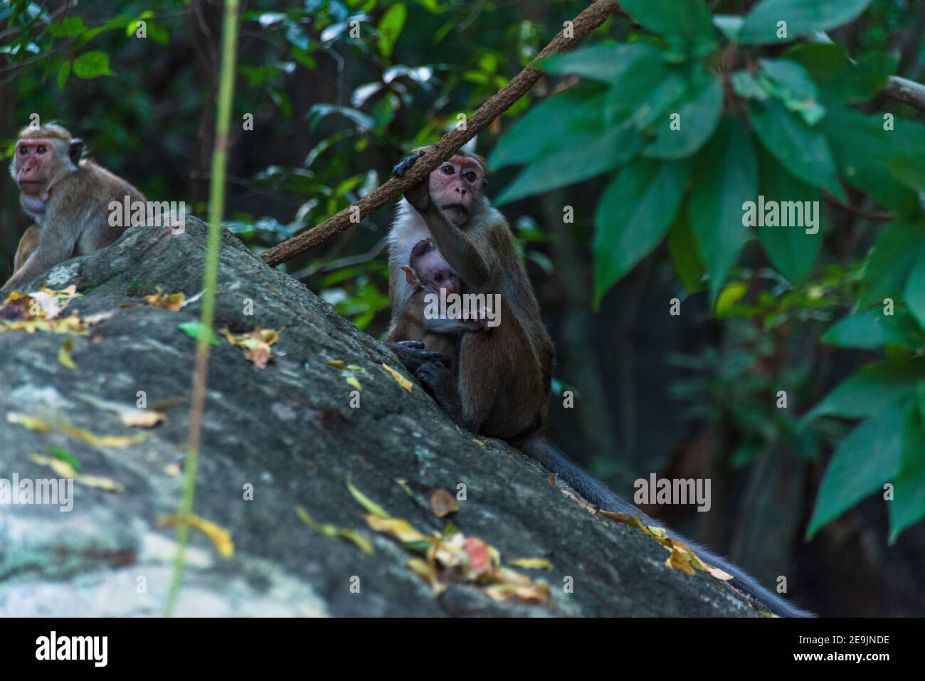 Macaca sinica, Toque macaque Monkey of Sri Lanka Stock Photo - Alamy