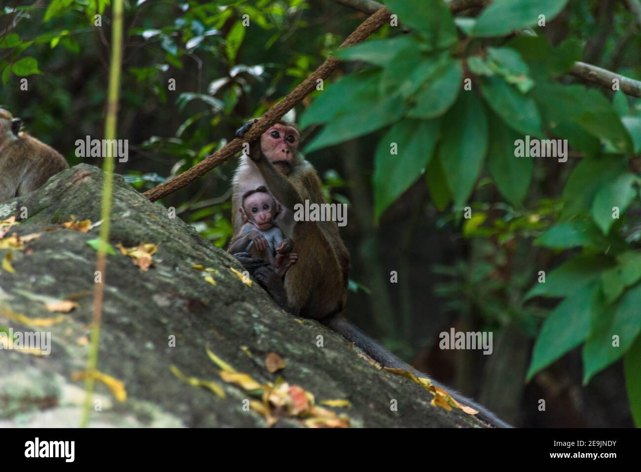 Macaca sinica, Toque macaque Monkey of Sri Lanka Stock Photo - Alamy