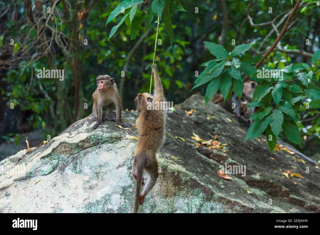 Climbing monkey india hi-res stock photography and images - Alamy