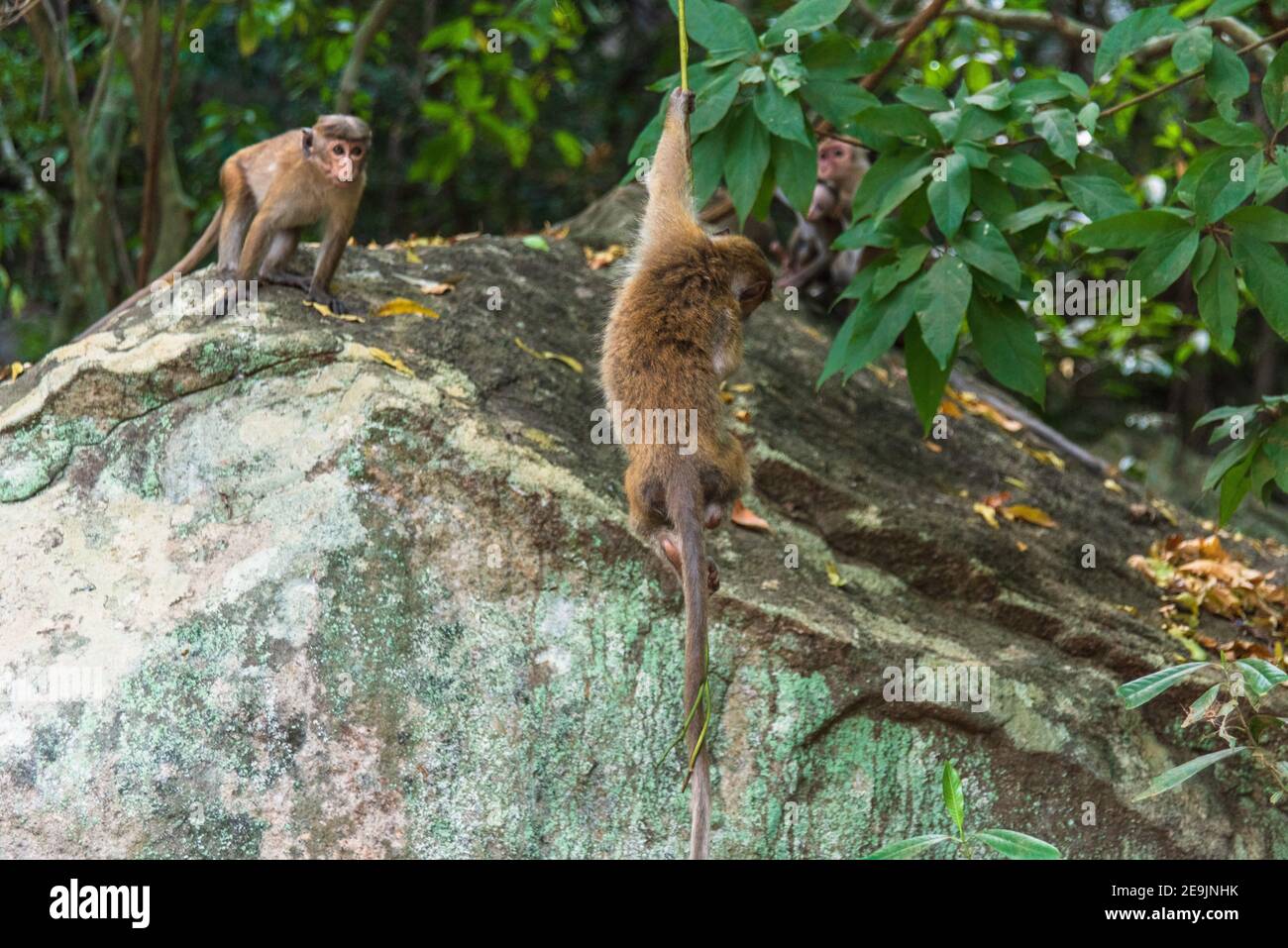 Playful climbing monkey. Macaca sinica, Toque macaque Monkey of Sri ...