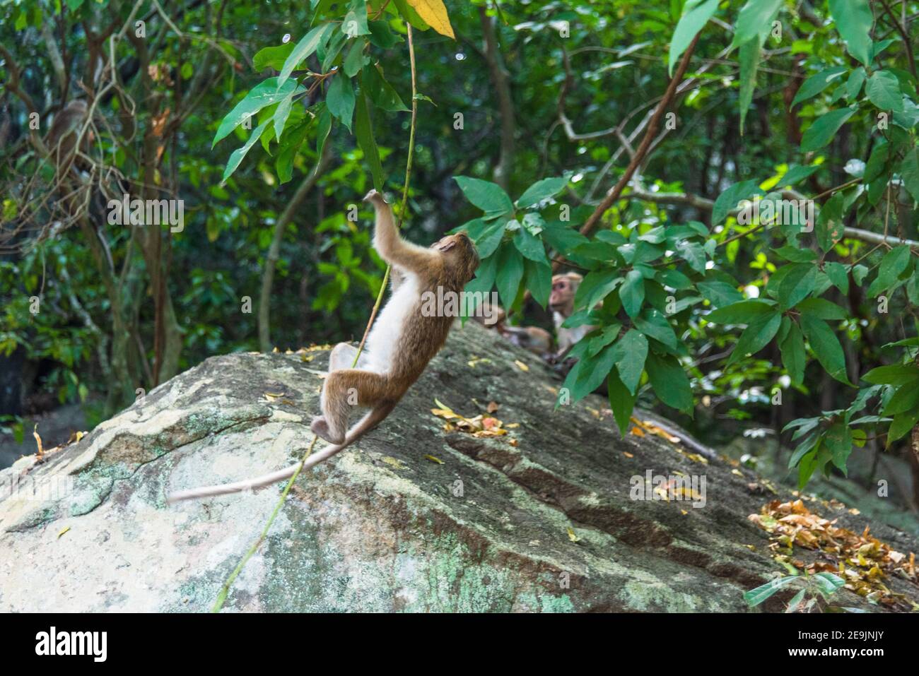 Playful climbing monkey. Macaca sinica, Toque macaque Monkey of Sri ...