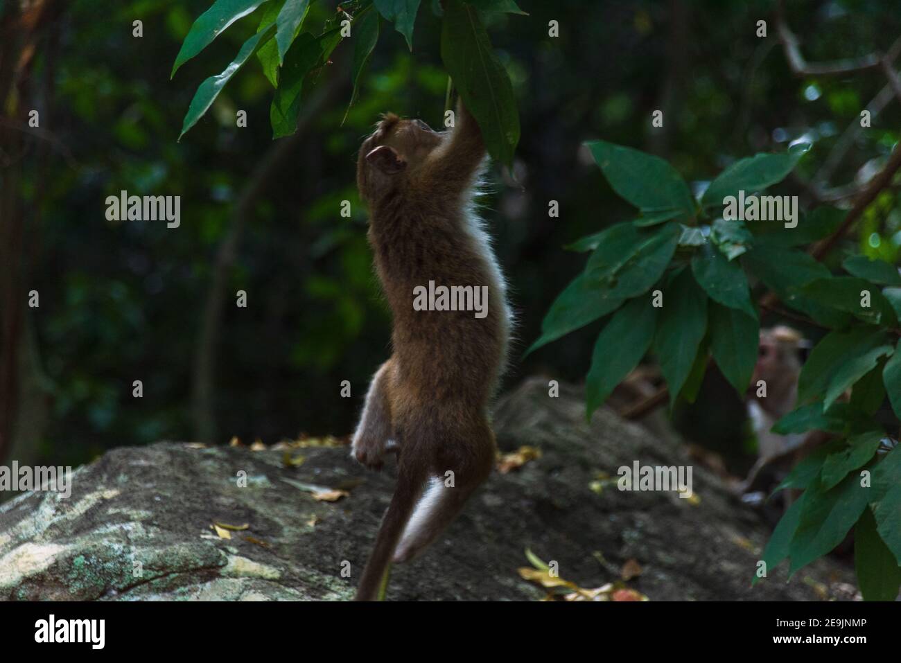 Climbing monkey hi-res stock photography and images - Alamy