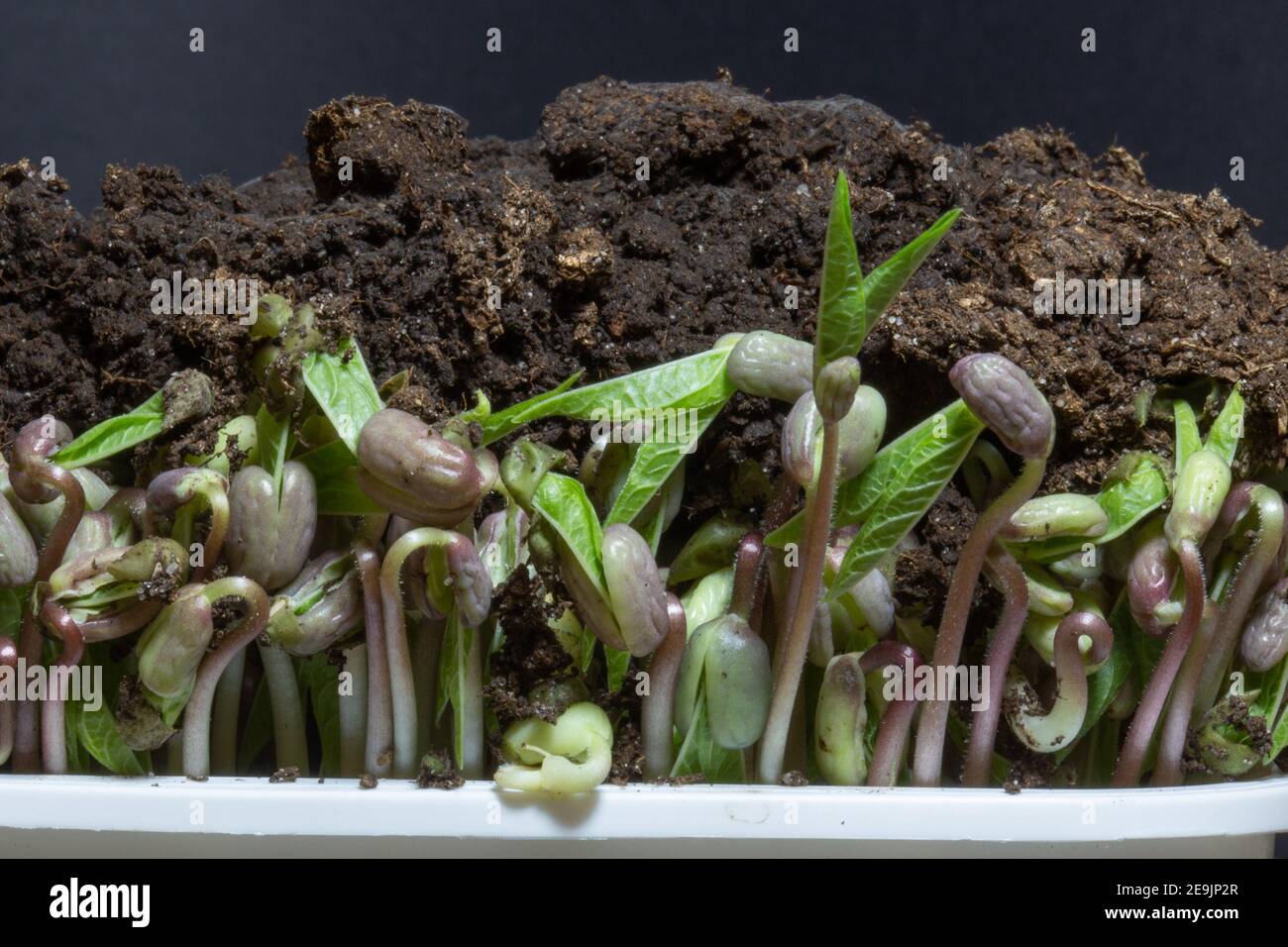 Microgreens isolated on black background. Microgreen bean growing ...