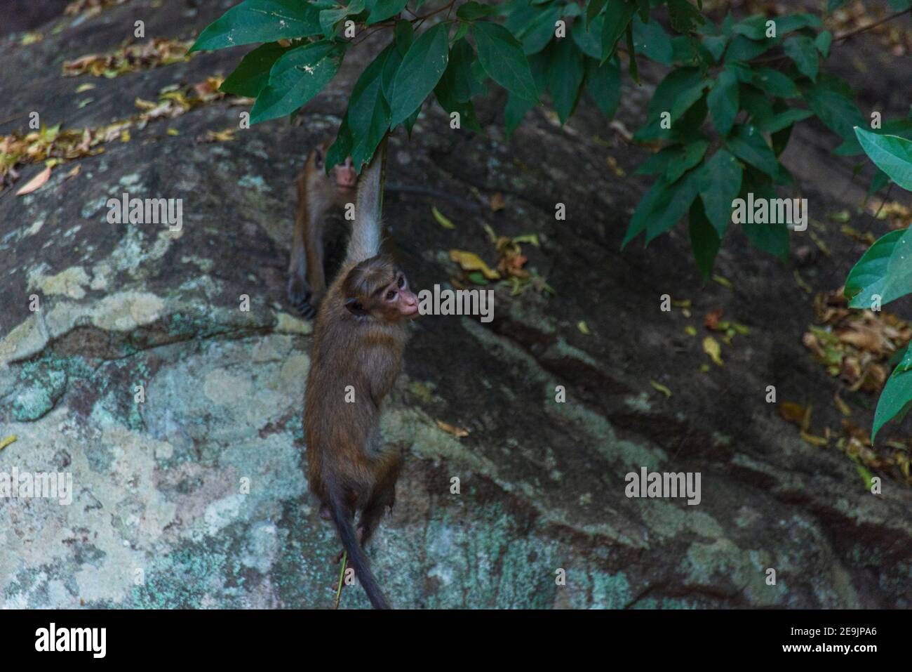 Macaca sinica, Toque macaque Monkey of Sri Lanka Climbing Stock Photo ...