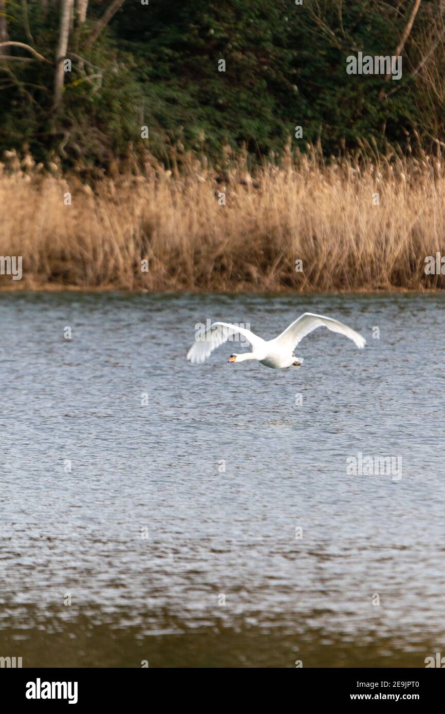 view of flight of swan Stock Photo - Alamy