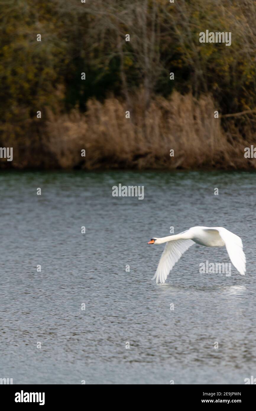 view of flight of swan Stock Photo - Alamy