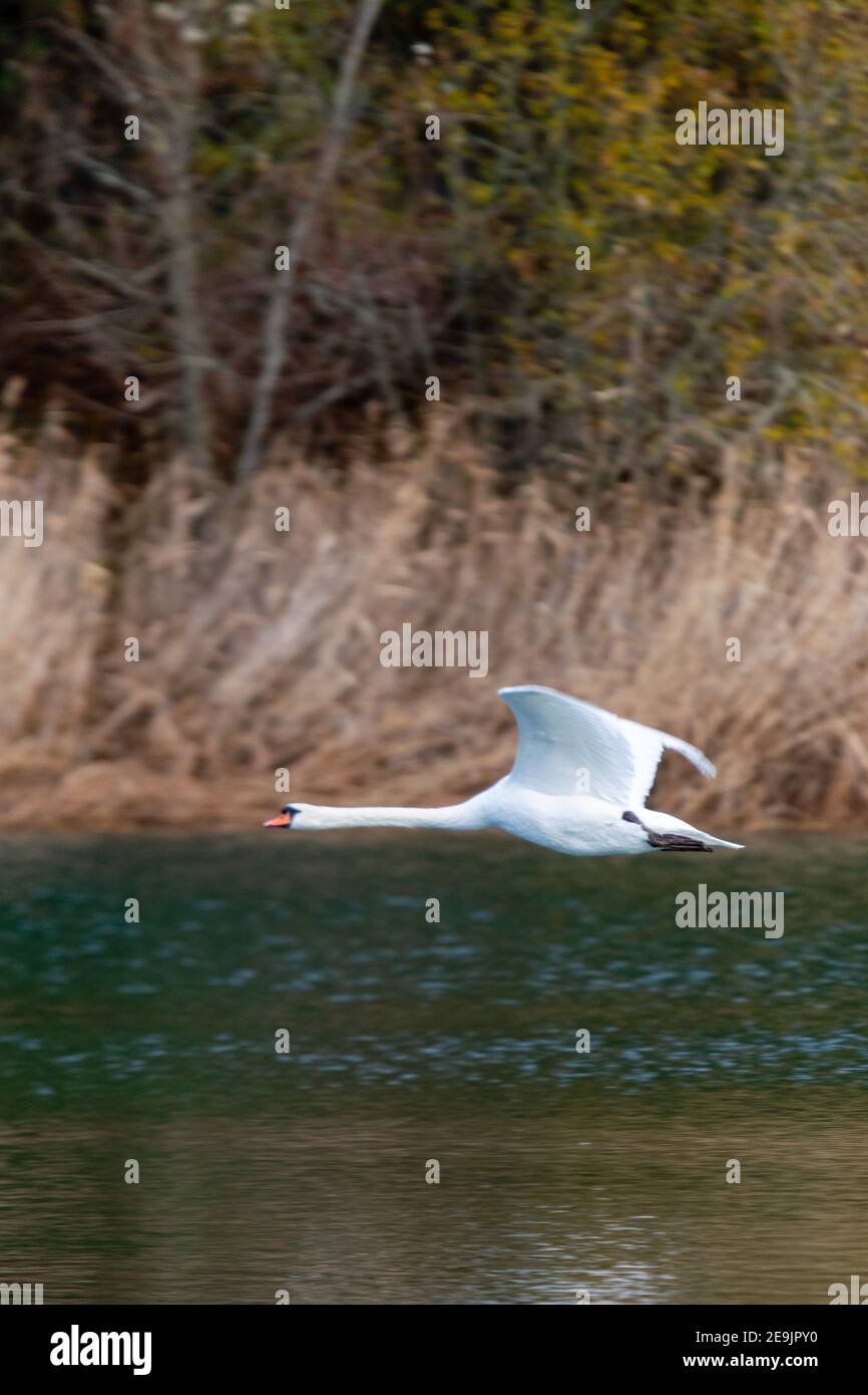 view of flight of swan Stock Photo - Alamy