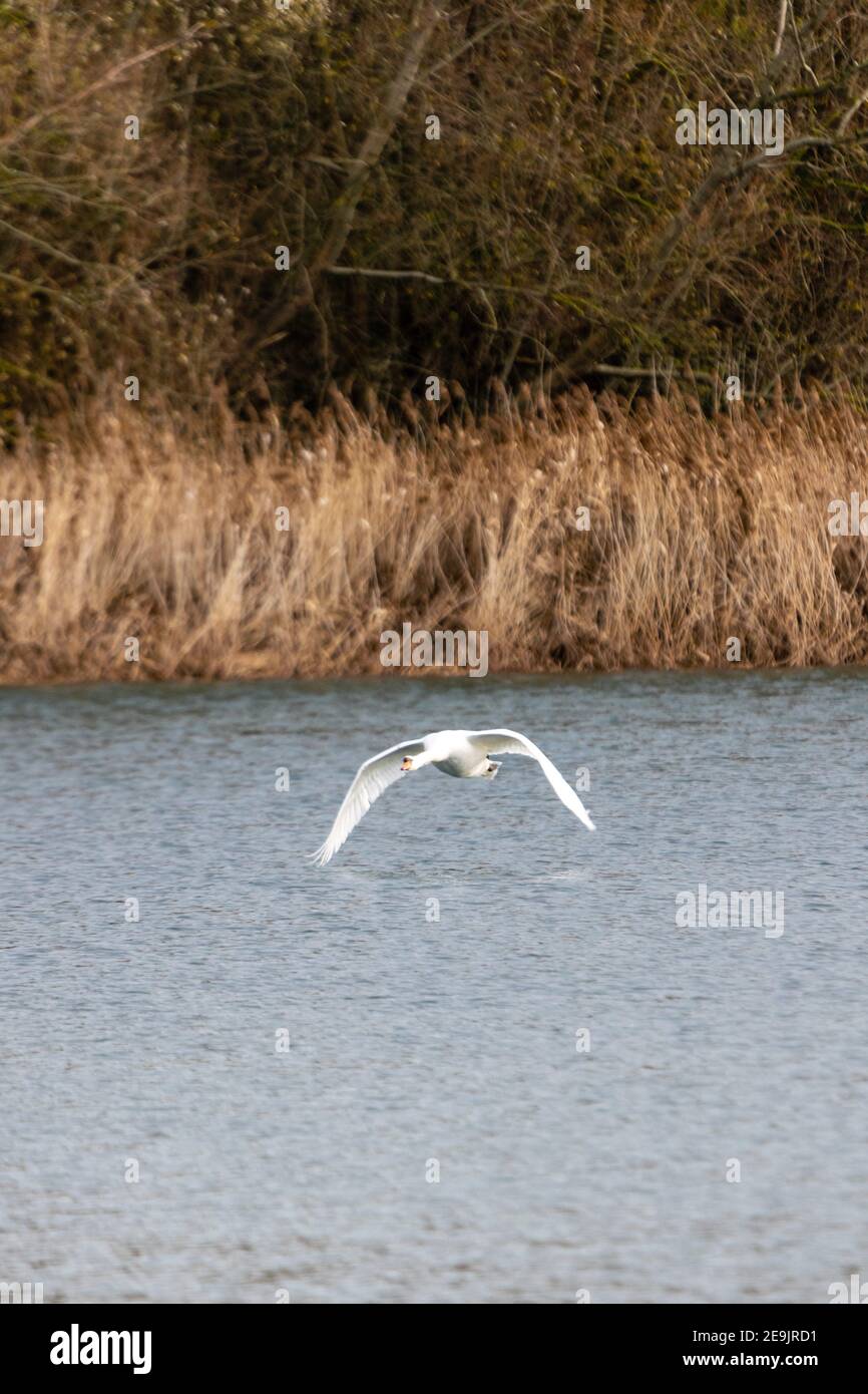view of flight of swan Stock Photo - Alamy