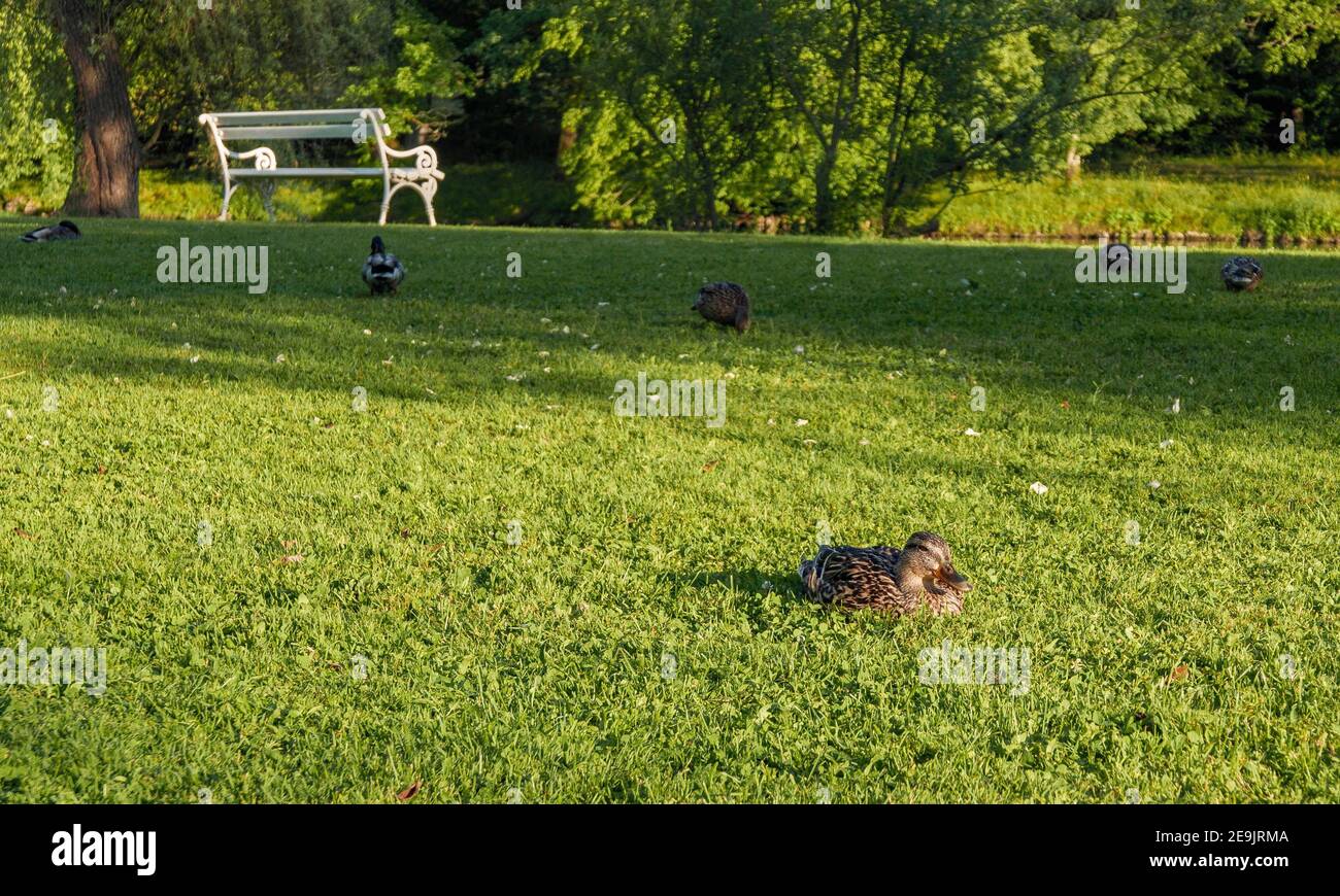 Park with a bench and ducks on the green lawn Stock Photo - Alamy