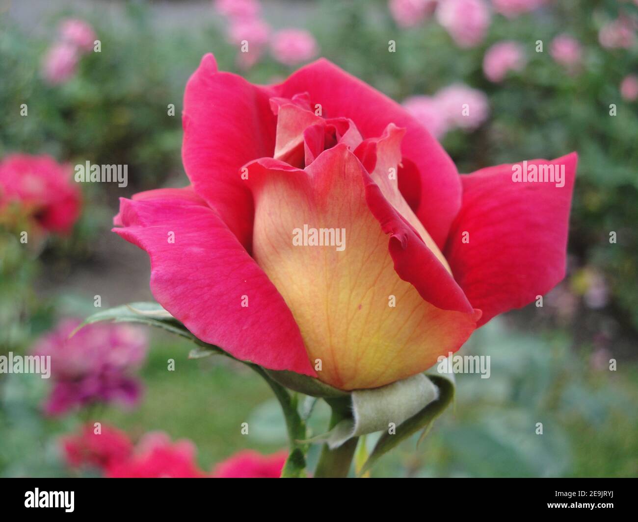 Prague red roses hi-res stock photography and images - Alamy