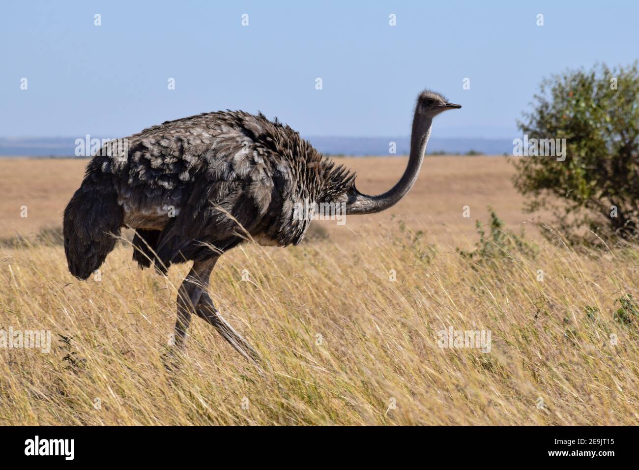 Autruche sauvage hi-res stock photography and images - Alamy