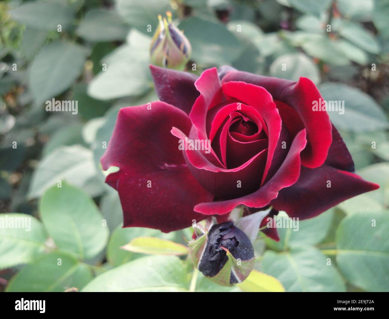 Prague red roses hi-res stock photography and images - Alamy