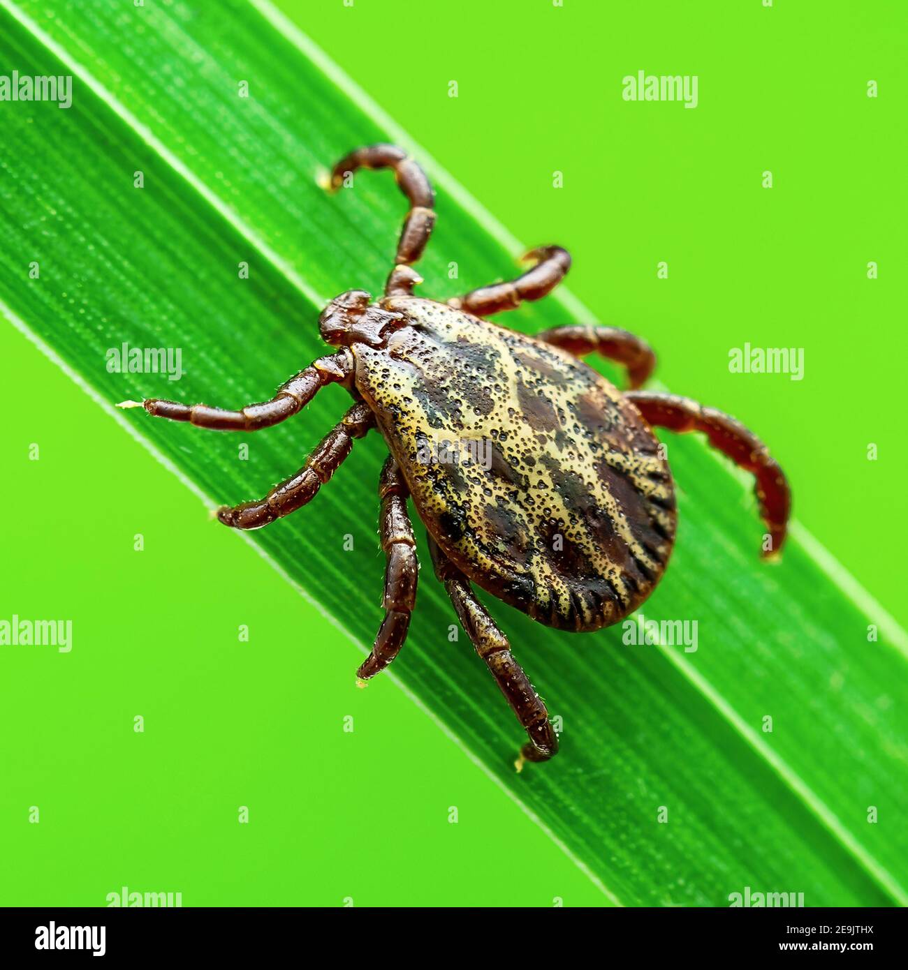 Encephalitis Virus or Lyme Borreliosis Disease or Monkey Fever ...