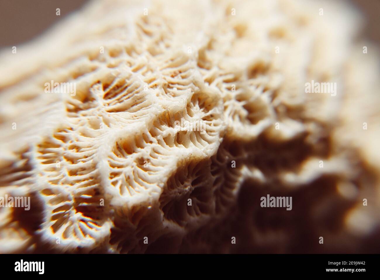 Dry white coral texture macro view. Wallpaper background Stock Photo ...