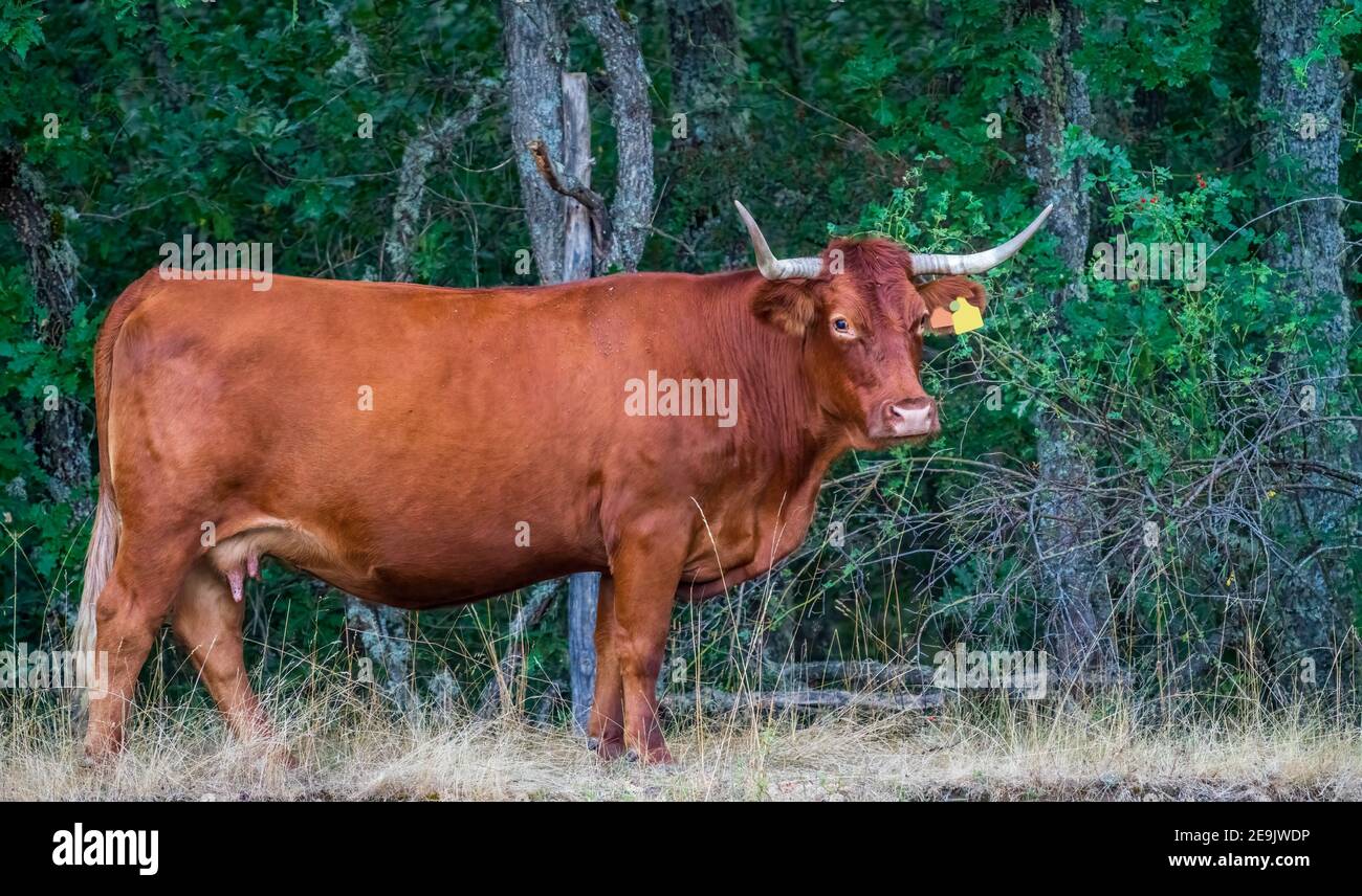 Strong red cow over the oak trees with ear tags Stock Photo - Alamy