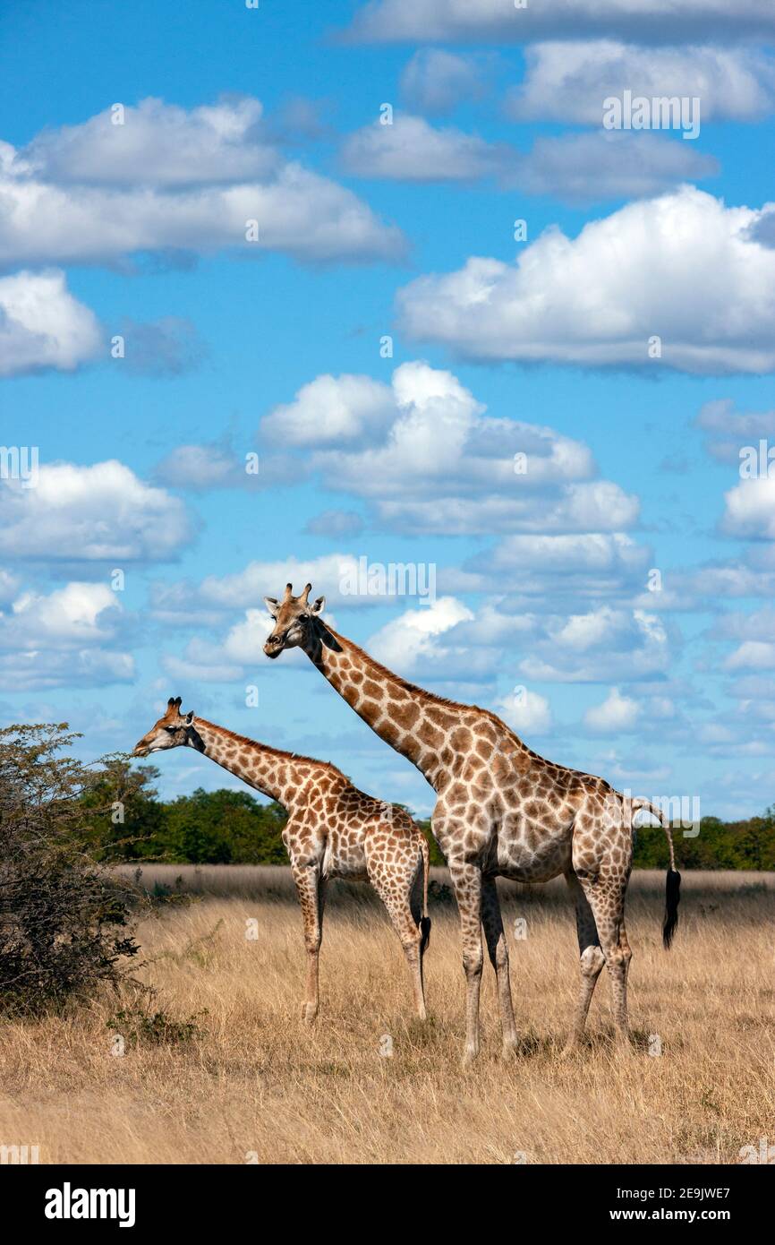 A female adult Giraffe (Giraffa camelopardalis) with a juvenile in the ...