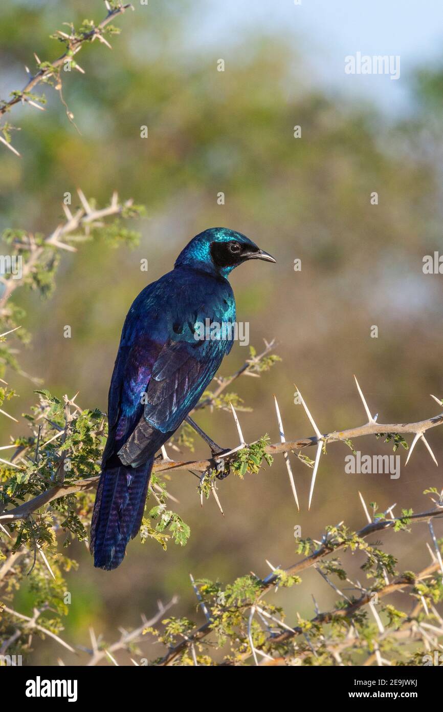 Cape starling or Cape glossy starling (Lamprotornis nitens) in the ...