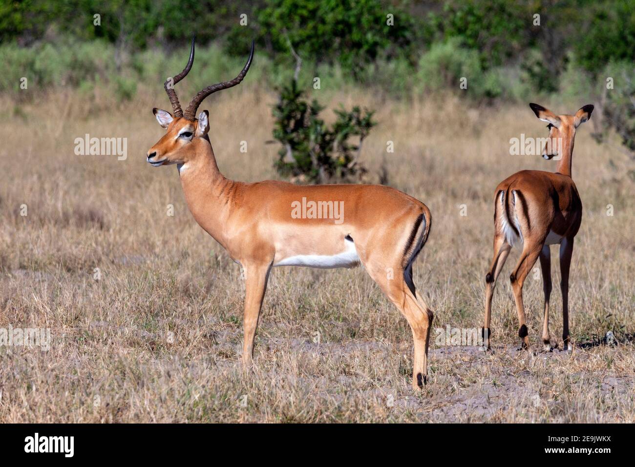 Impala antelope (Aepyceros melampus) in the Savuti region of northern ...
