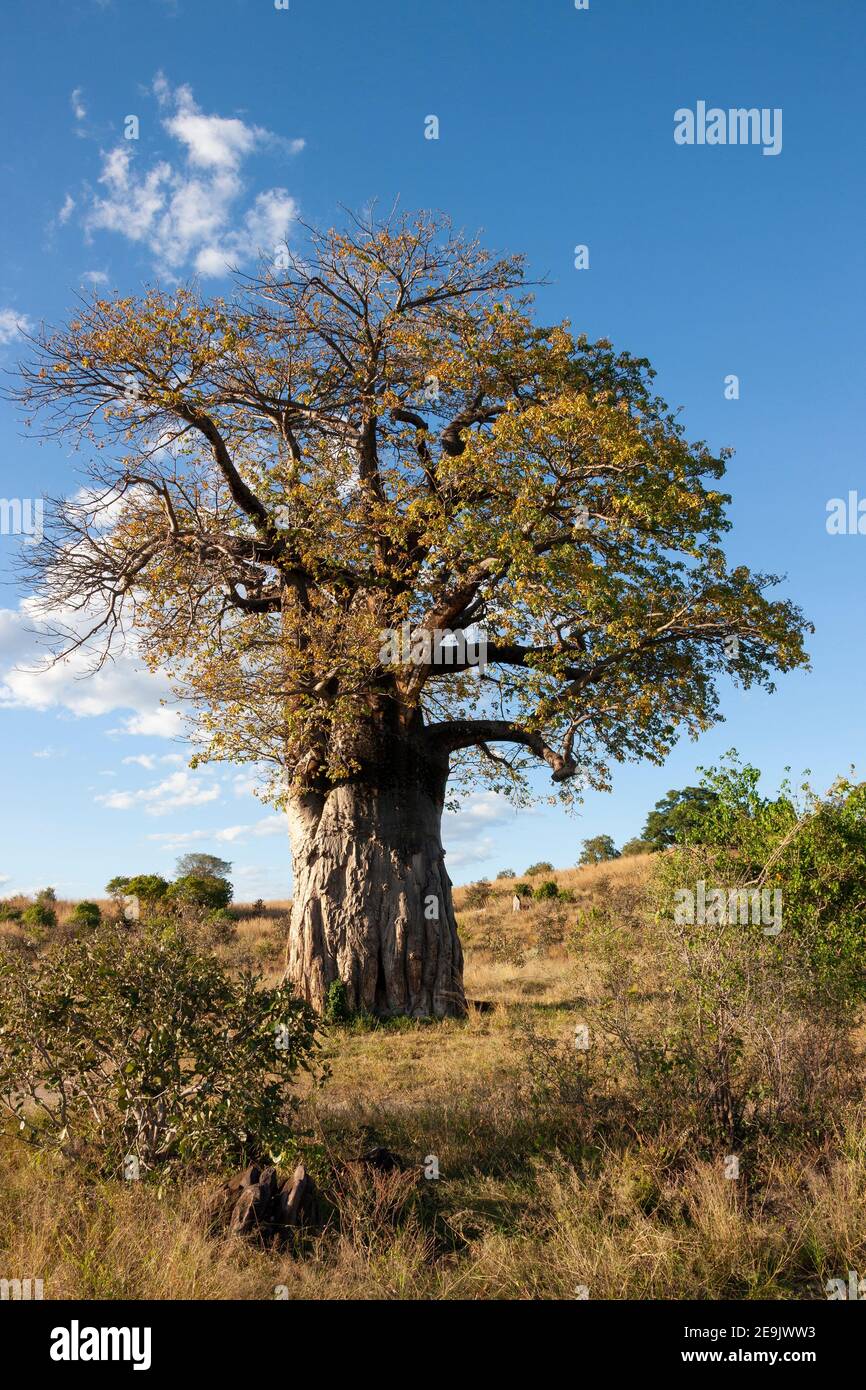 Adansonia digitata, the African baobab, is the most widespread tree ...