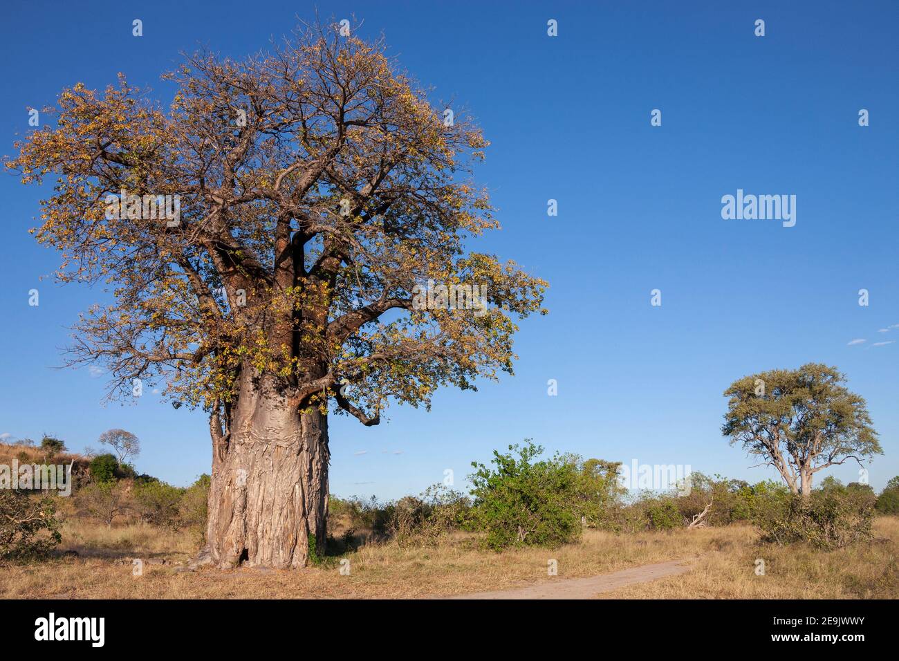 Adansonia digitata, the African baobab, is the most widespread tree ...