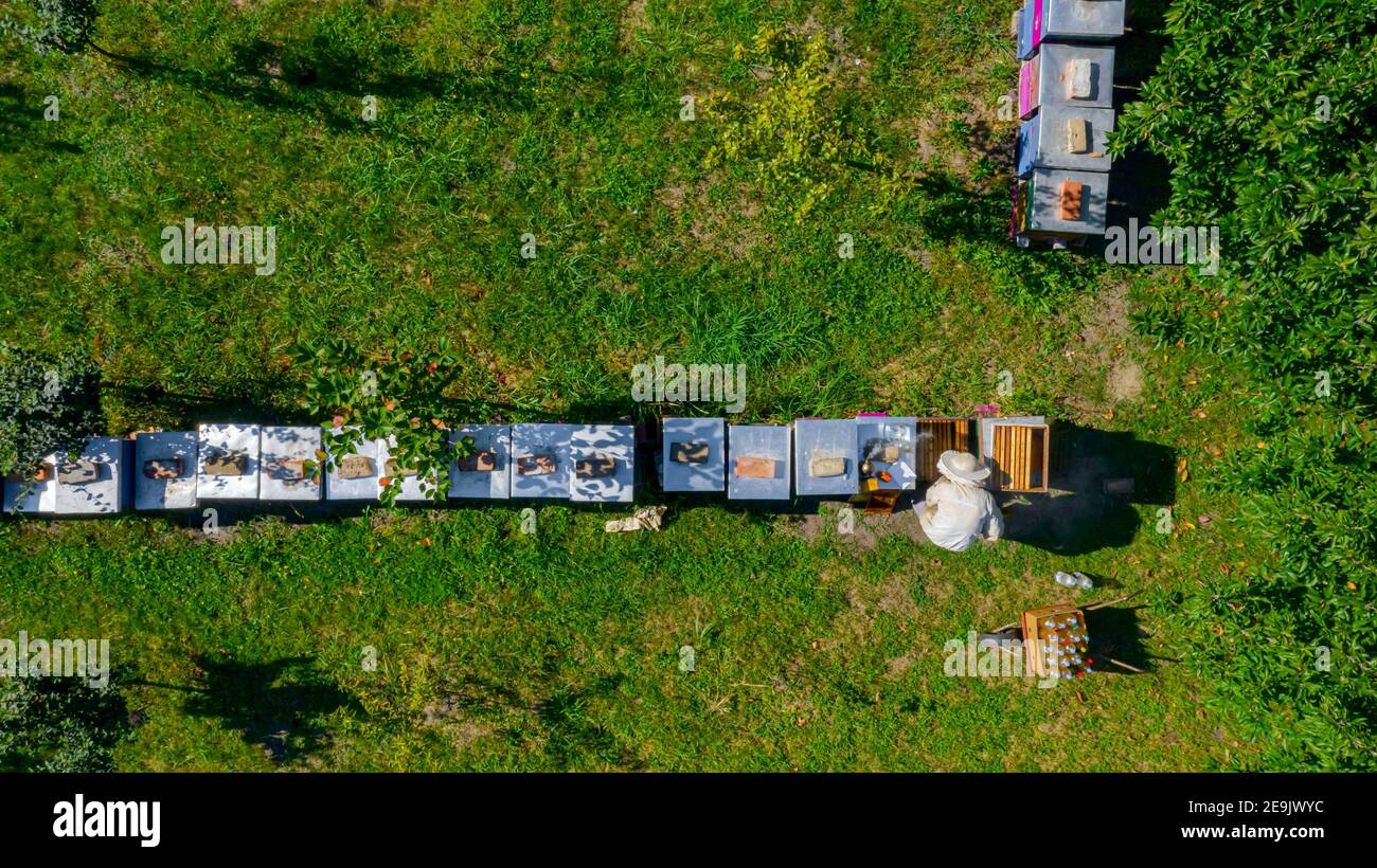 Canopy bees hi-res stock photography and images - Alamy