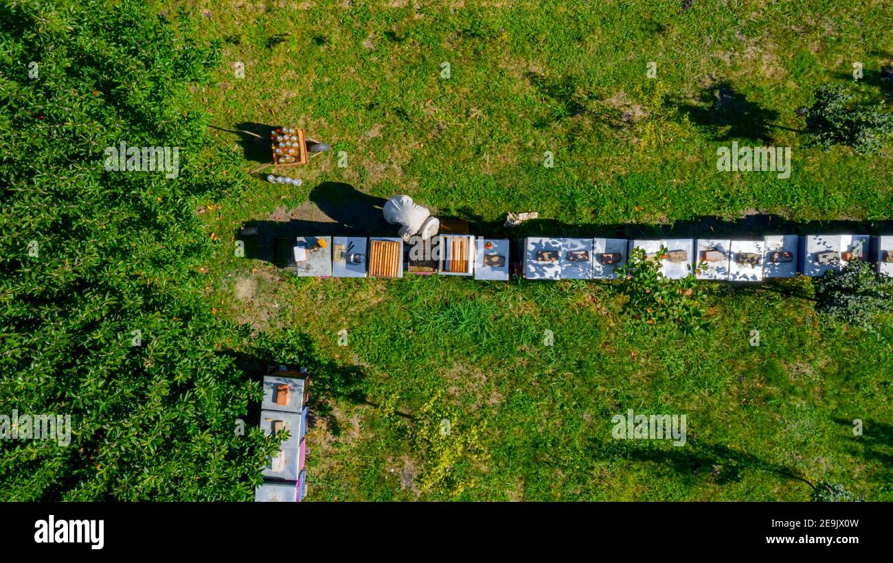 Above top down view, beekeeper is controlling situation in lined wooden ...