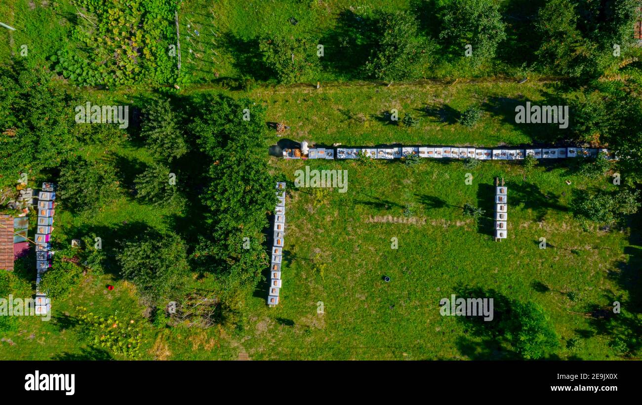 Above top down view, beekeeper is controlling situation in lined wooden ...