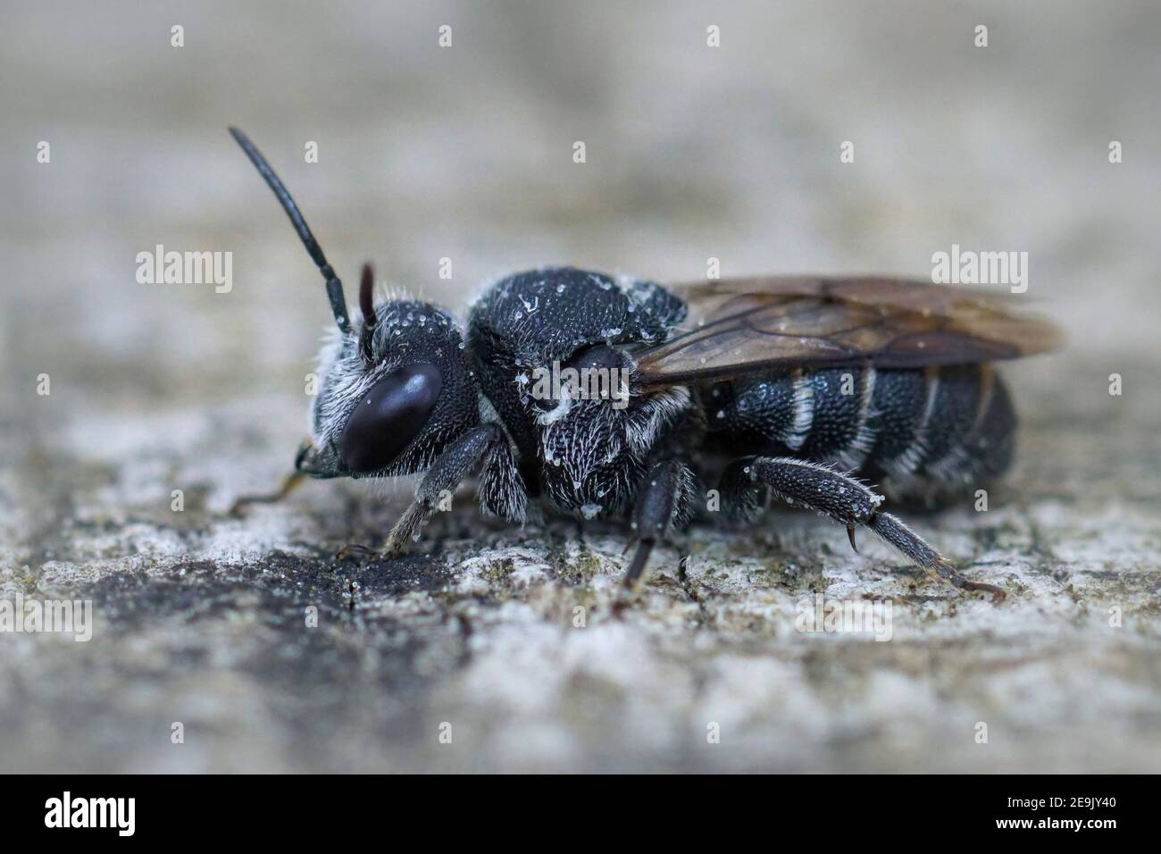 Closeup of a rare dark parasite bee called Stelis simillima from Gard ...