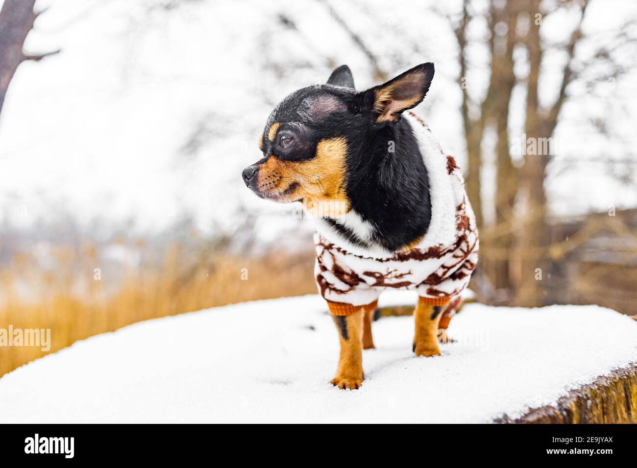 Cute puppy. Mini breed Chihuahua Smooth Shorthair. adorable puppy ...