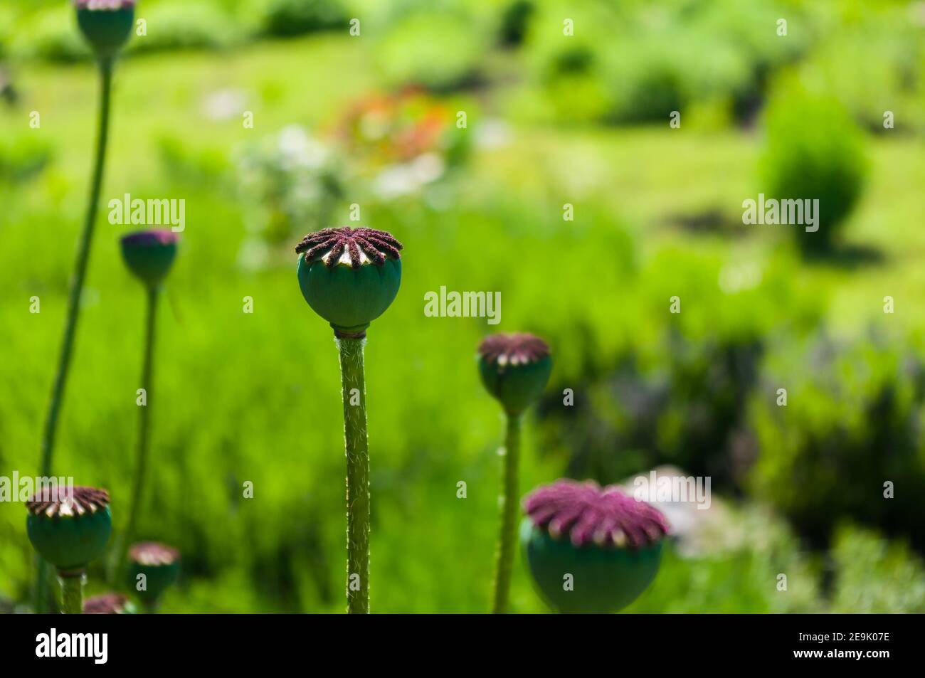 Large unripe poppy heads in early spring on a warm sunny day, bright ...
