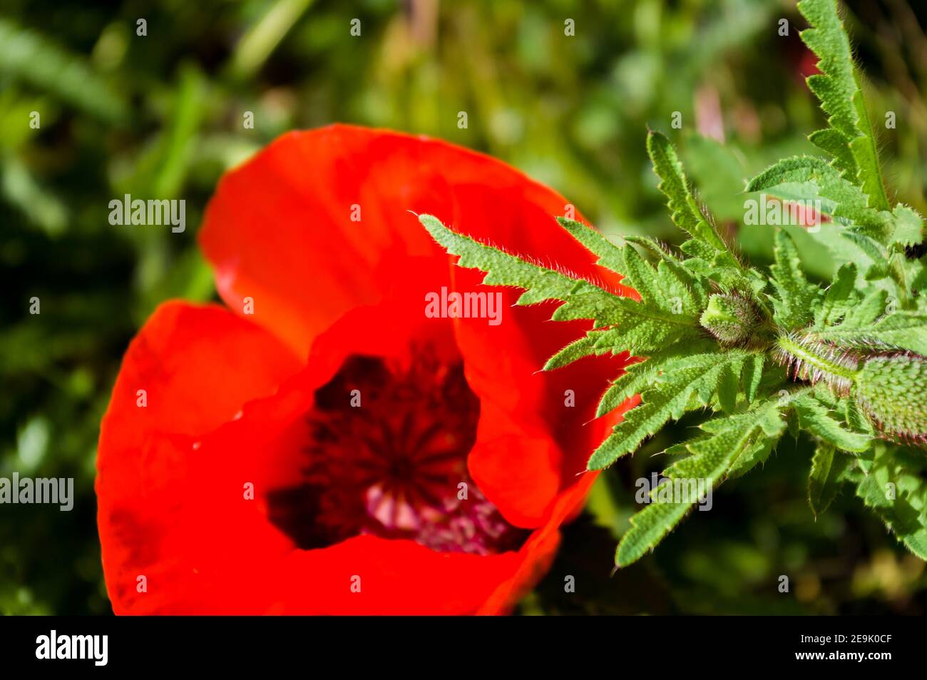 Poppy flowers or papaver rhoeas poppy in garden, early spring on a warm ...