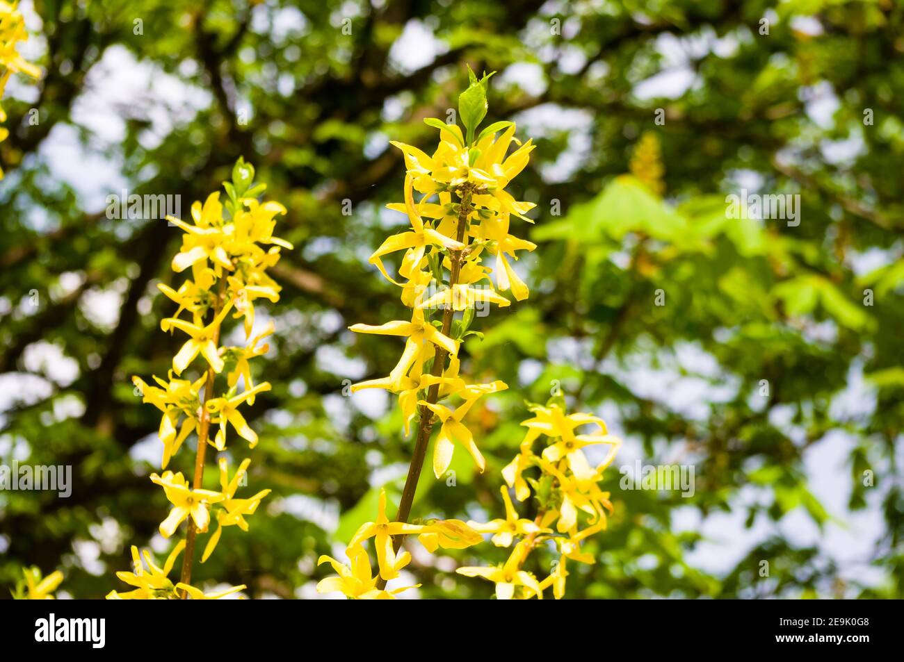 A large bush of bright yellow flowers of the Forsythia plant, Easter ...
