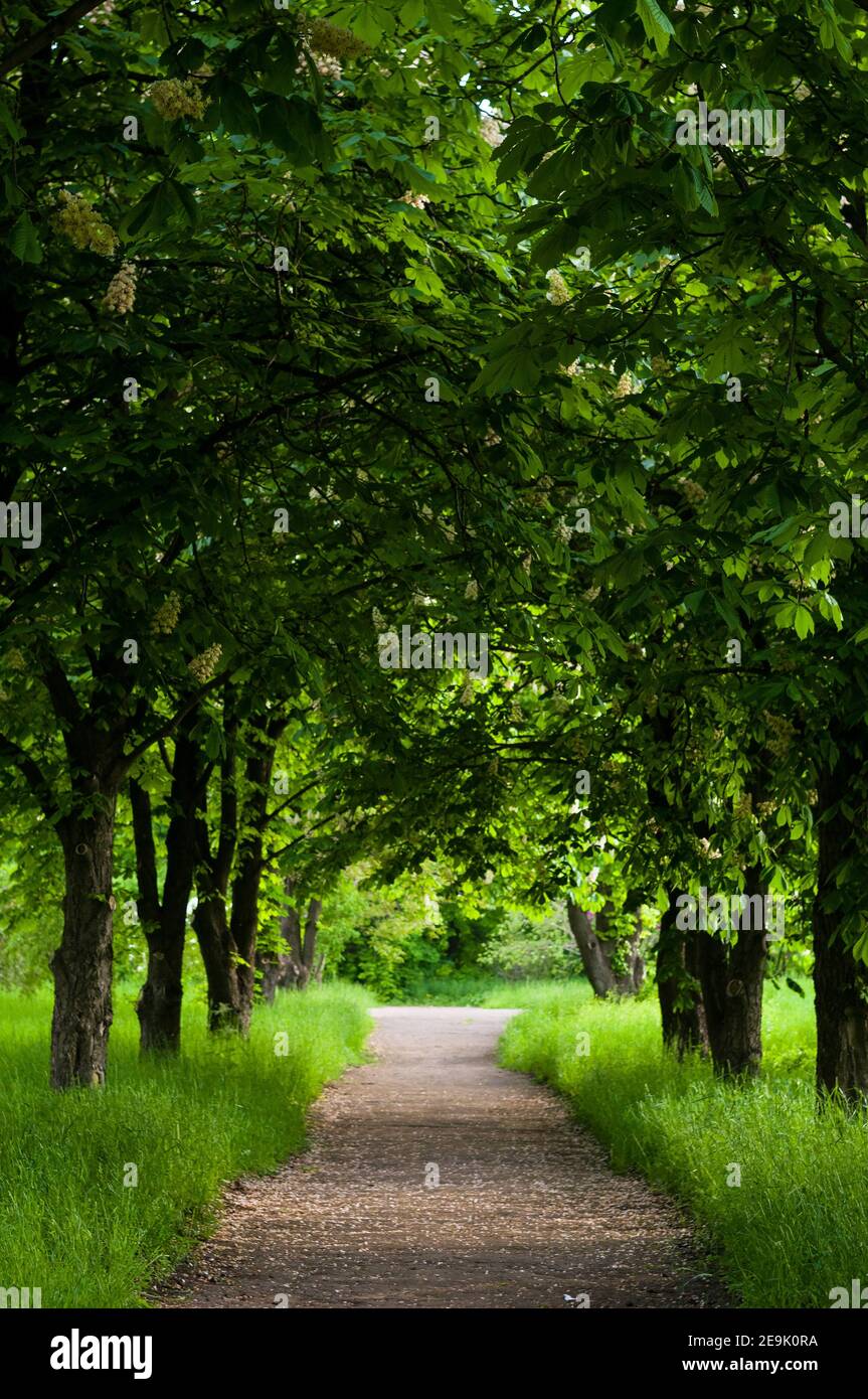 Spring landscape - bright green trees with young foliage on a bright ...