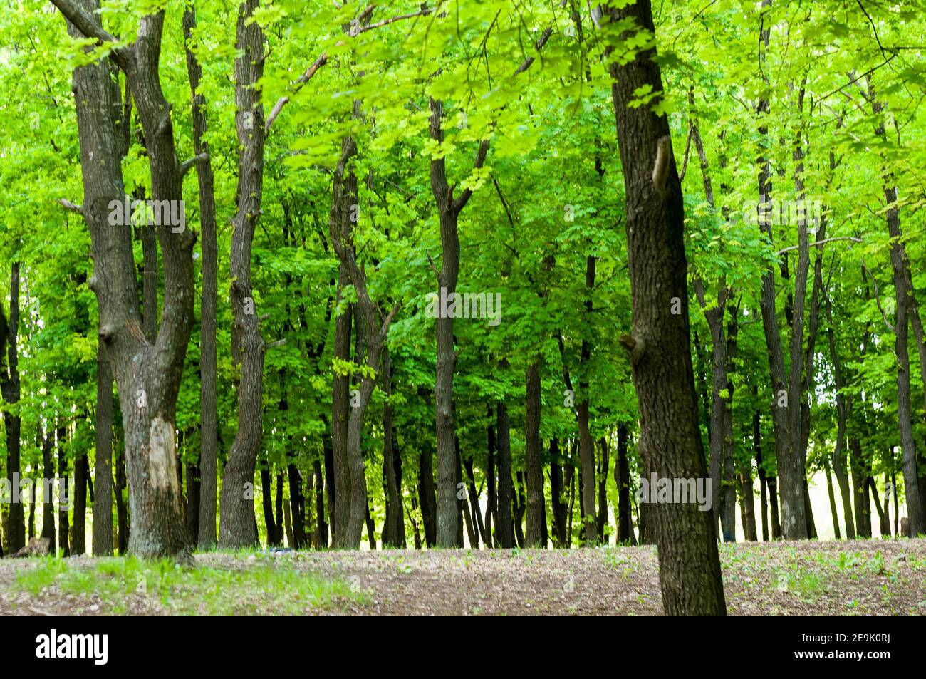 Spring landscape - bright green trees with young foliage on a bright ...